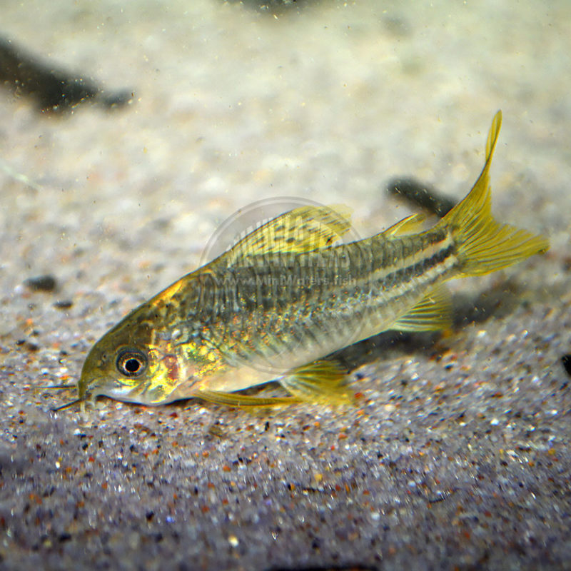 Corydoras schwartzi "Schwartz's Cory Catfish" - Shop MiniWaters.FISH ...