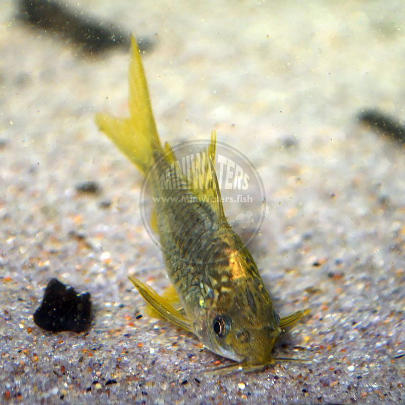 Corydoras sp. C123 "Yellow Cory Catfish" - Shop MiniWaters.FISH ...