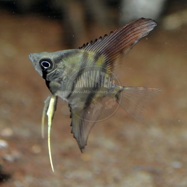 Pterophyllum scalare "Peru Red Spot" Angelfish, aka. "Peruvian Altum ...