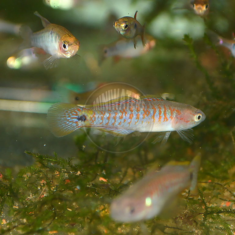 Cyprinella lutrensis "Rainbow Dace / Red Shiner" - Shop MiniWaters.FISH ...