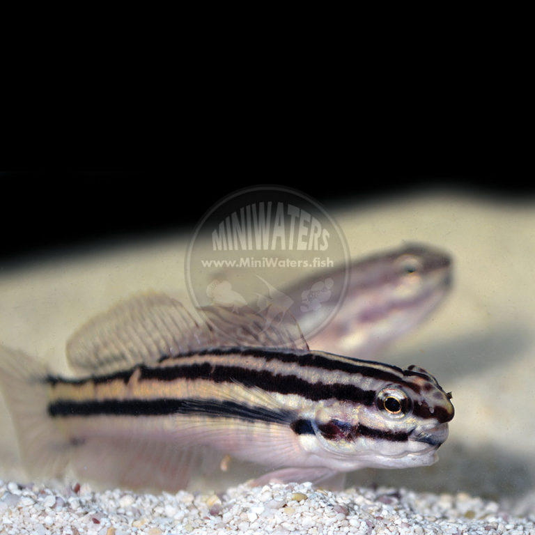 Amblygobius linki "Link's Goby", Captive-Bred - Shop MiniWaters.FISH ...