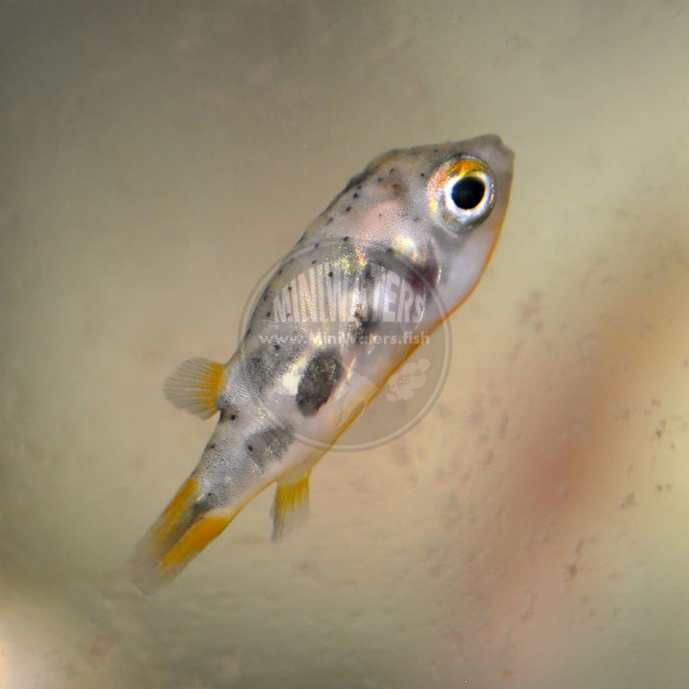 Datnoides microlepis "Tiger Datnoid" - Shop MiniWaters.FISH - Online ...