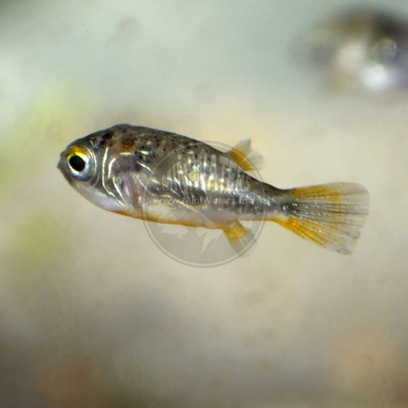 Cyprinella lutrensis "Rainbow Dace / Red Shiner" - Shop MiniWaters.FISH ...