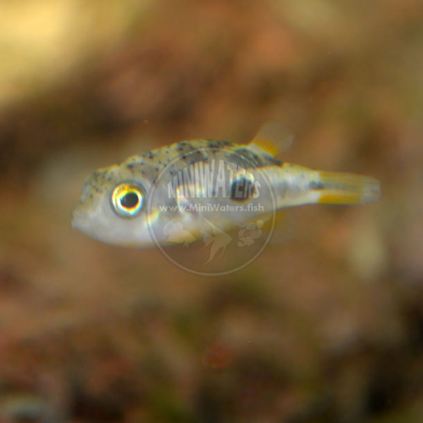 Carinotetraodon travancoricus "Dwarf Pea Puffer / Malabar Puffer ...