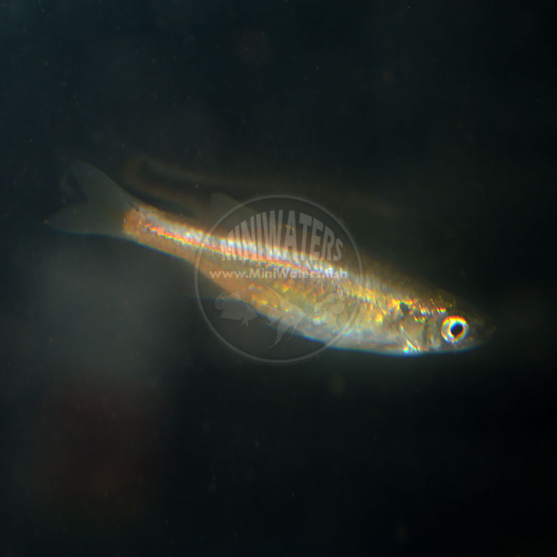 Brachydanio tinwini "Gold Ring Danio" - Shop MiniWaters.FISH - Online ...