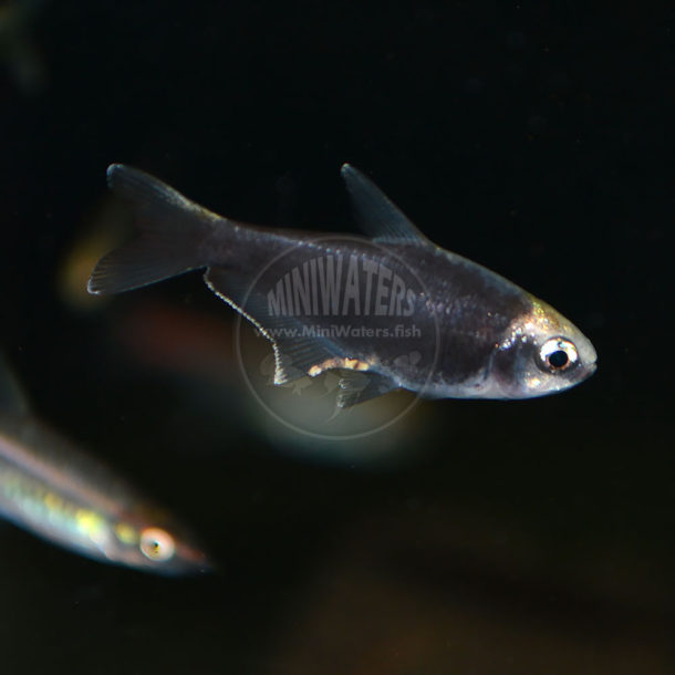Hyphessobrycon elachys "Veilfin Tetra" - Shop MiniWaters.FISH - Online ...
