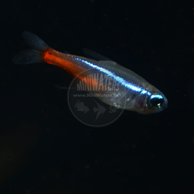 Paracheirodon innesi "Neon Tetra" - Shop MiniWaters.FISH - Online ...