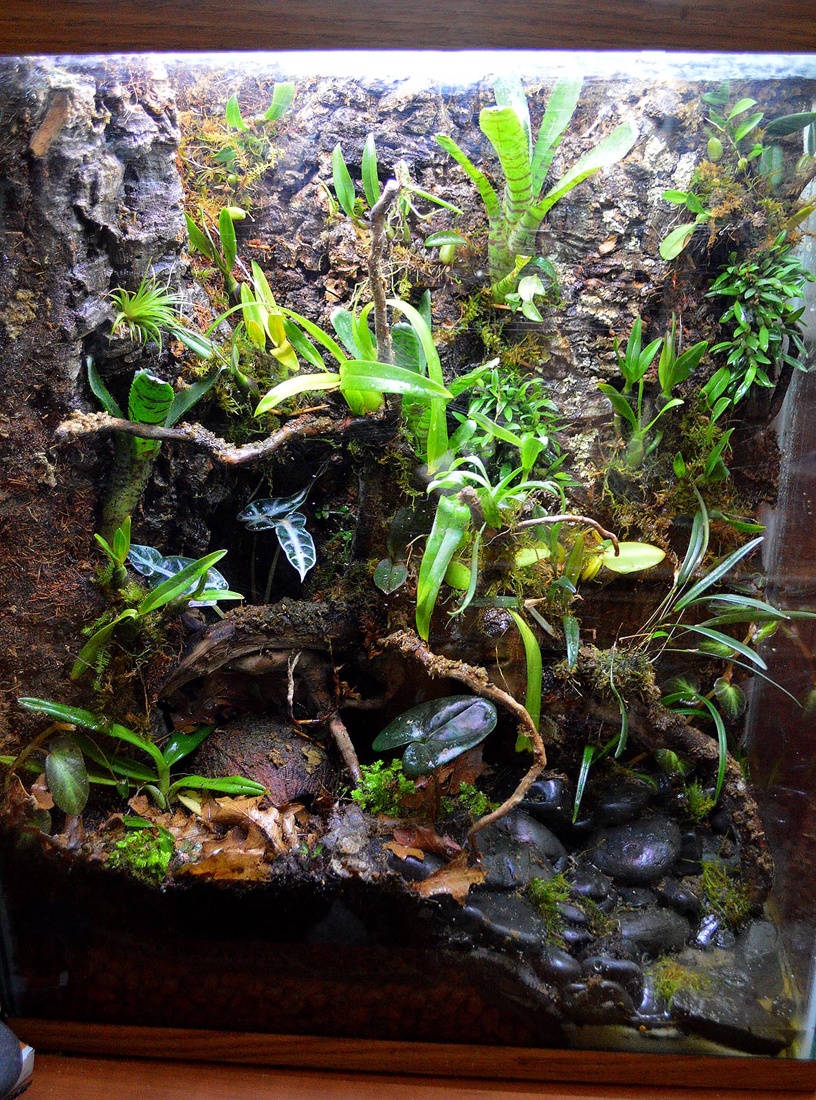 MiniWaters 2018 Fall Update - Shop MiniWaters.FISH - Online Aquarium ...