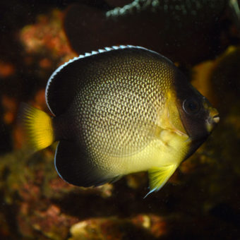 Chaetodontoplus cephalareticulatus "Maze Angelfish" Captive-Bred - Shop ...
