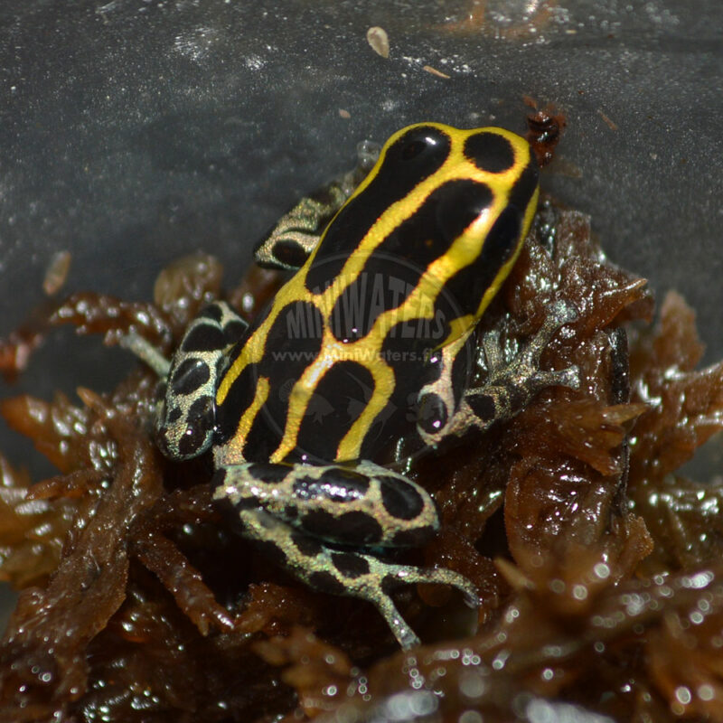 Ranitomeya imitator "Varadero" - Shop MiniWaters.FISH - Online Aquarium ...