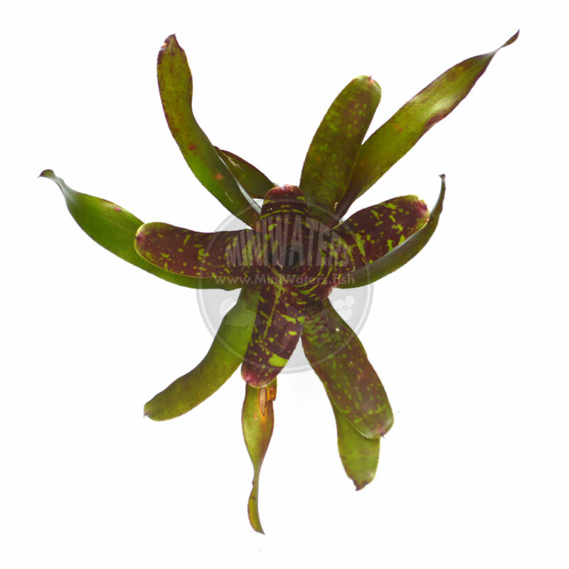 Neoregelia Mini Skirt - Shop MiniWaters.FISH - Online Aquarium ...