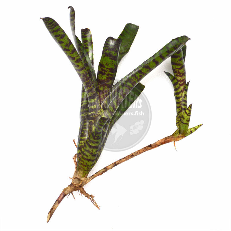 Neoregelia Tiger Cub - Shop MiniWaters.FISH - Online Aquarium ...