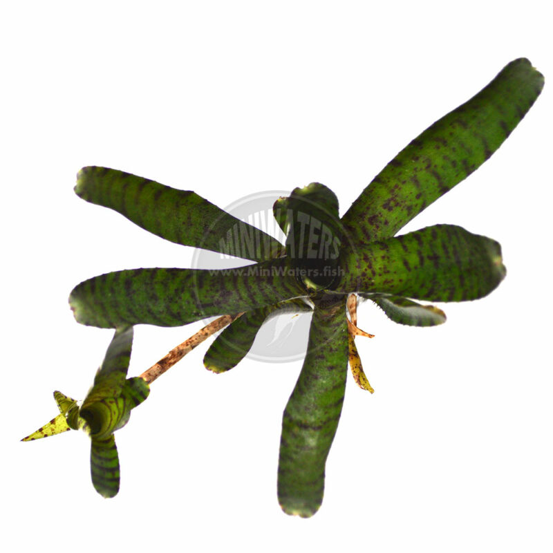 Neoregelia Tiger Cub - Shop MiniWaters.FISH - Online Aquarium ...