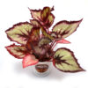 Begonia U402 - Shop MiniWaters.FISH - Online Aquarium & Vivarium Boutique