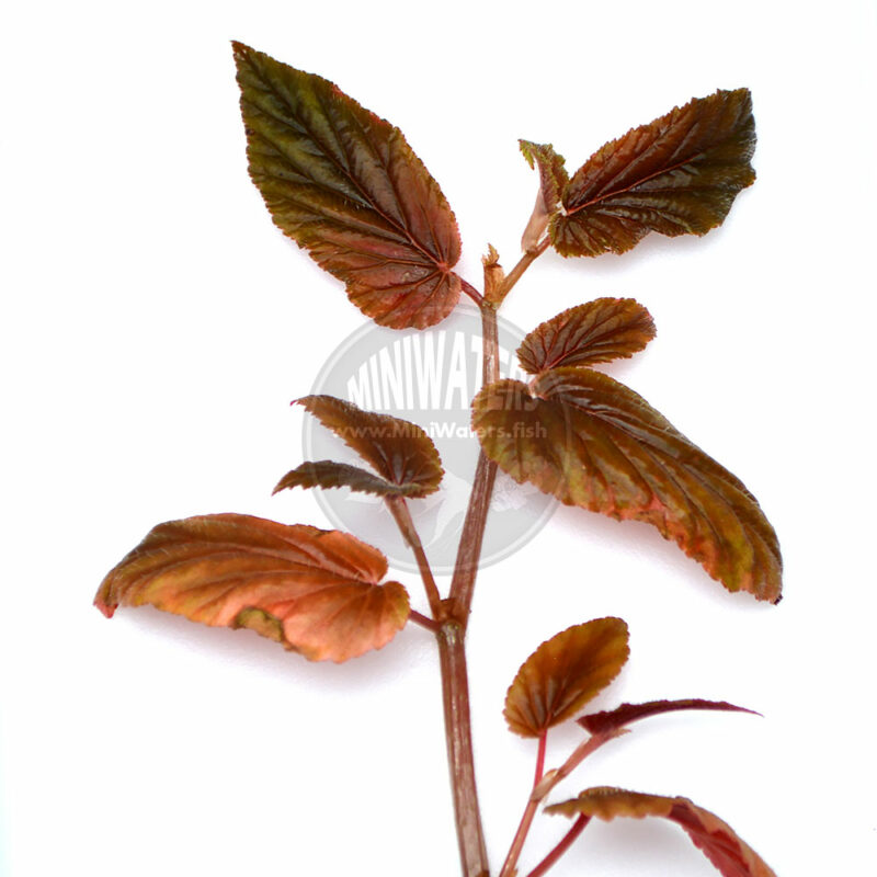 Begonia U402 - Shop MiniWaters.FISH - Online Aquarium & Vivarium Boutique