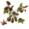 Begonia U402 - Shop MiniWaters.FISH - Online Aquarium & Vivarium Boutique