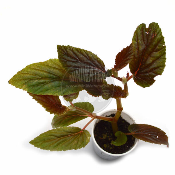 Begonia U402 - Shop MiniWaters.FISH - Online Aquarium & Vivarium Boutique