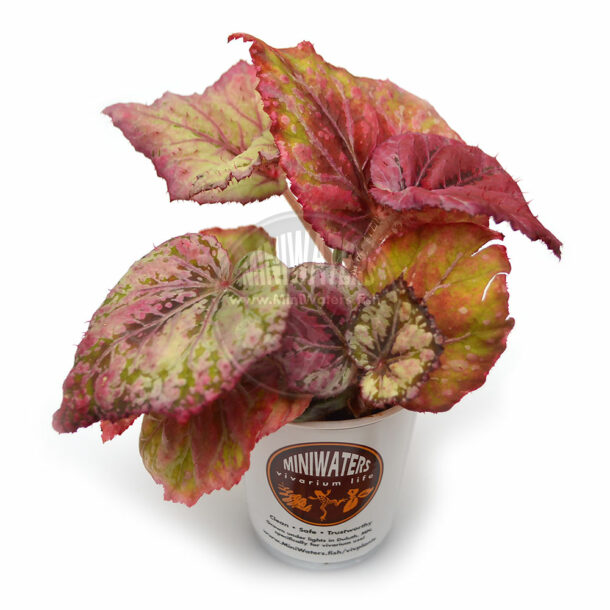 Begonia U402 - Shop MiniWaters.FISH - Online Aquarium & Vivarium Boutique