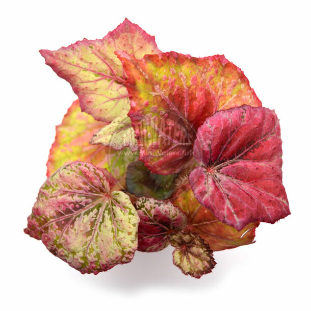 Begonia U402 - Shop MiniWaters.FISH - Online Aquarium & Vivarium Boutique