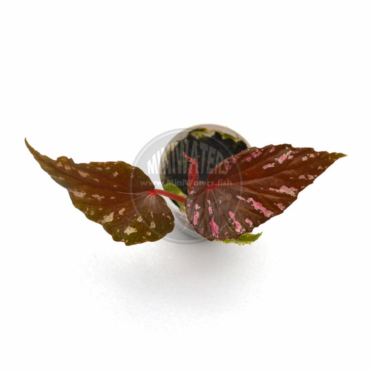 Begonia U402 - Shop MiniWaters.FISH - Online Aquarium & Vivarium Boutique
