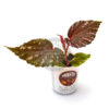 Begonia U402 - Shop MiniWaters.FISH - Online Aquarium & Vivarium Boutique