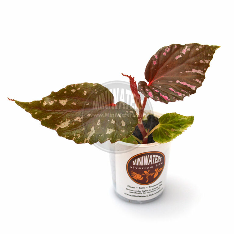 Begonia U402 - Shop MiniWaters.FISH - Online Aquarium & Vivarium Boutique