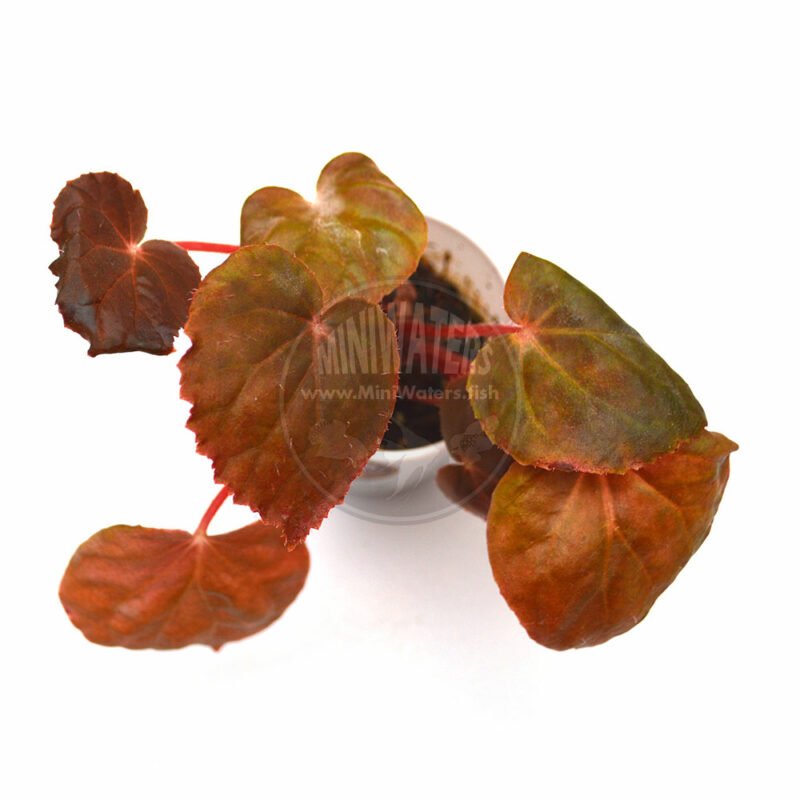 Begonia U402 - Shop MiniWaters.FISH - Online Aquarium & Vivarium Boutique