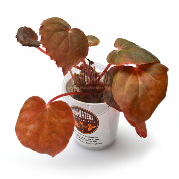 Begonia U402 - Shop MiniWaters.FISH - Online Aquarium & Vivarium Boutique