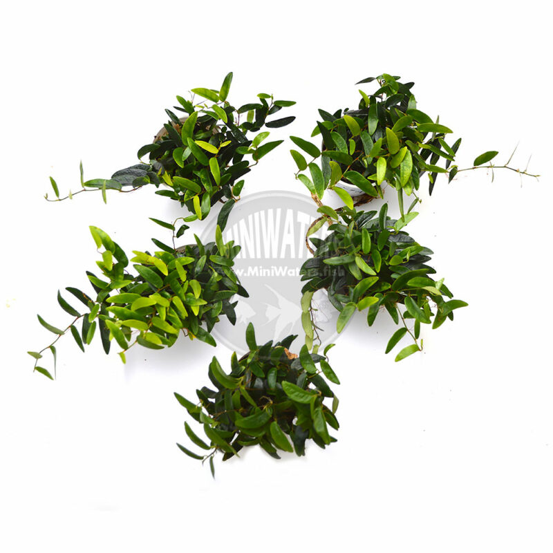 Ficus cf. punctata "Lance Leaf"/"Panama" - Shop MiniWaters.FISH ...