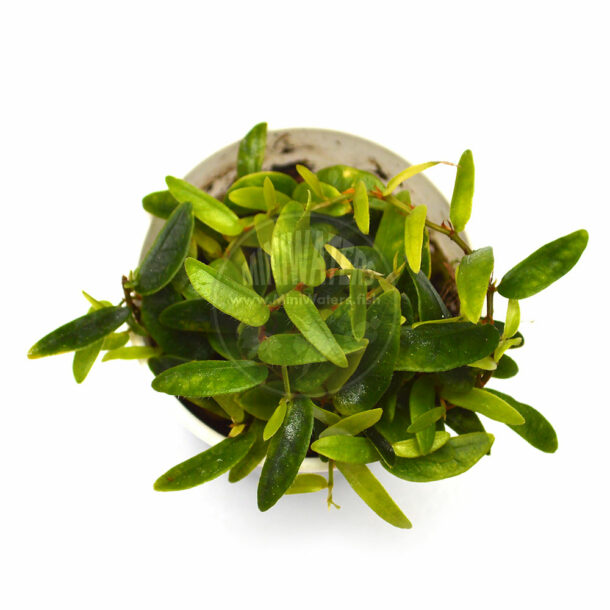 Ficus cf. punctata "Lance Leaf"/"Panama" - Shop MiniWaters.FISH ...