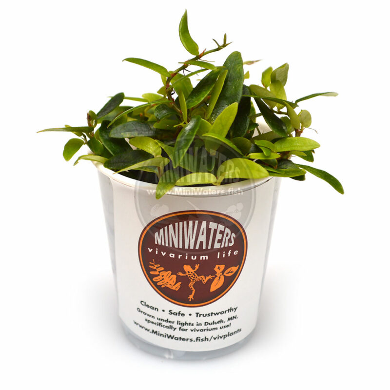 Ficus cf. punctata "Lance Leaf"/"Panama" - Shop MiniWaters.FISH ...