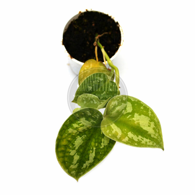 Scindapsus pictus 'Argyraeus', Satin Pothos - Shop MiniWaters.FISH ...