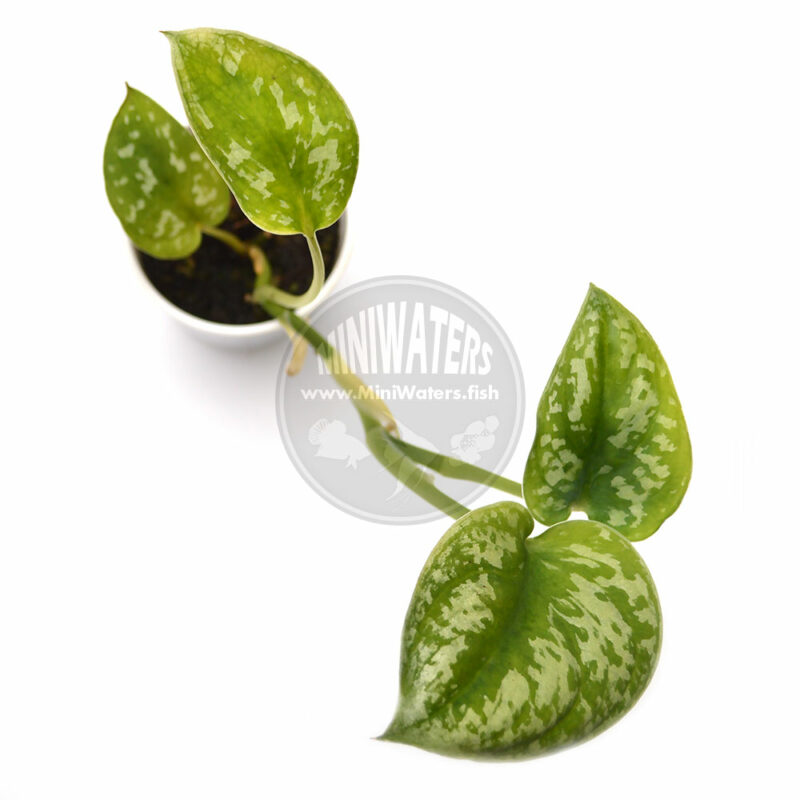 Scindapsus pictus 'Argyraeus', Satin Pothos - Shop MiniWaters.FISH ...