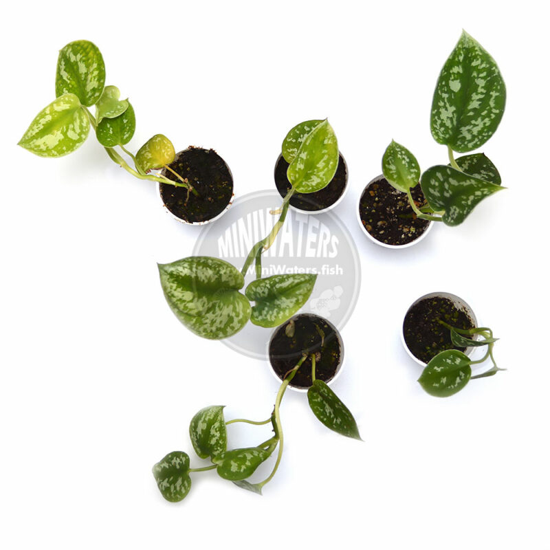 Scindapsus pictus 'Argyraeus', Satin Pothos - Shop MiniWaters.FISH ...