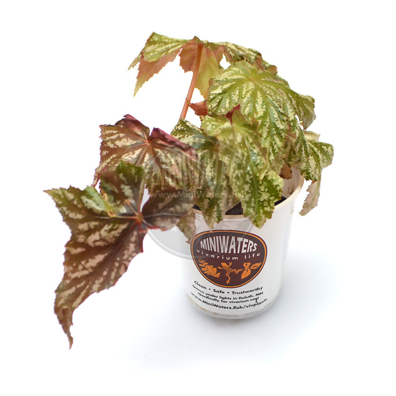 Begonia U402 - Shop MiniWaters.FISH - Online Aquarium & Vivarium Boutique