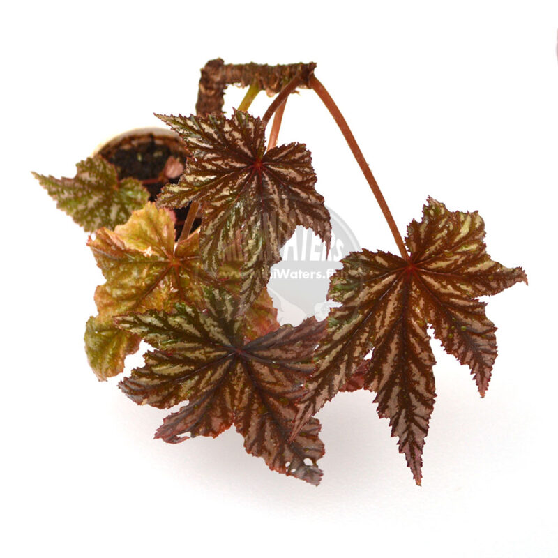 Begonia U402 - Shop MiniWaters.FISH - Online Aquarium & Vivarium Boutique