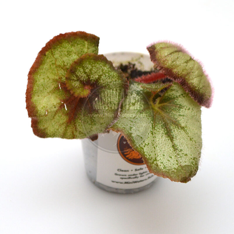 Begonia U402 - Shop MiniWaters.FISH - Online Aquarium & Vivarium Boutique