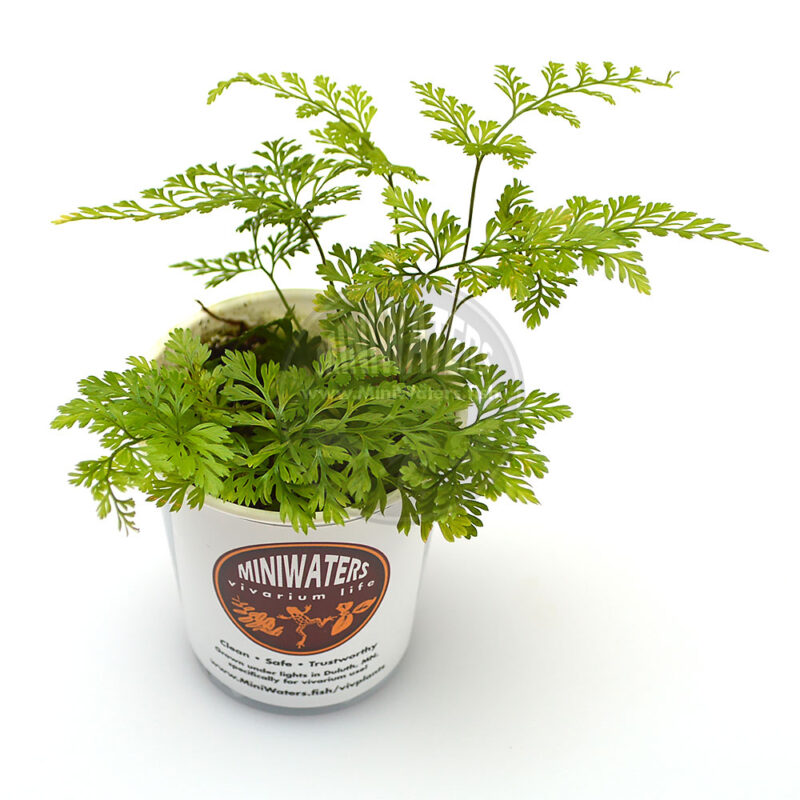 Humata tyermanii 'White Rabbit's Foot Fern' - Shop MiniWaters.FISH ...