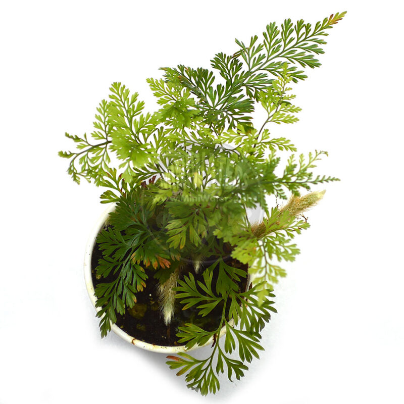 Humata tyermanii 'White Rabbit's Foot Fern' - Shop MiniWaters.FISH ...
