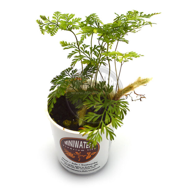 Humata tyermanii 'White Rabbit's Foot Fern' - Shop MiniWaters.FISH ...