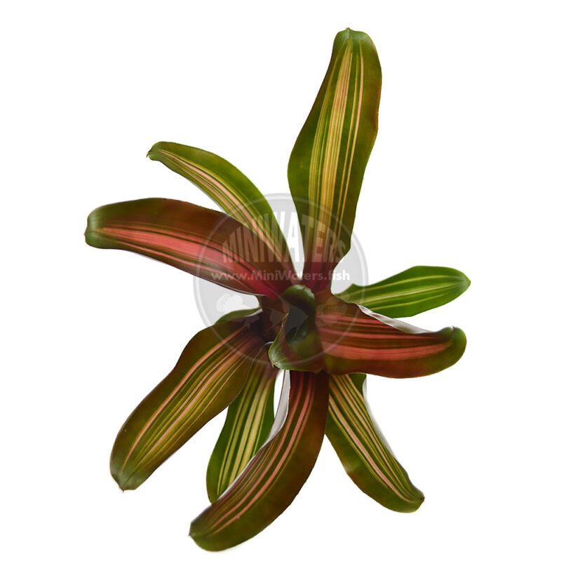 Neoregelia Zoe - Shop MiniWaters.FISH - Online Aquarium & Vivarium Boutique