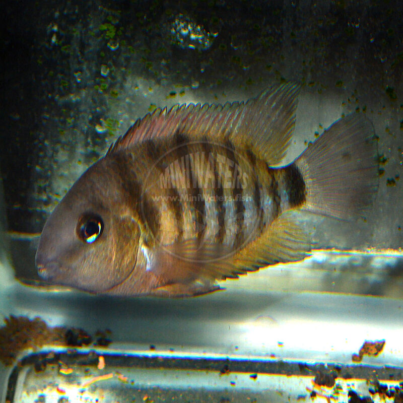 Cryptoheros cutteri "Blue Eye Cichlid" - Shop MiniWaters.FISH - Online ...