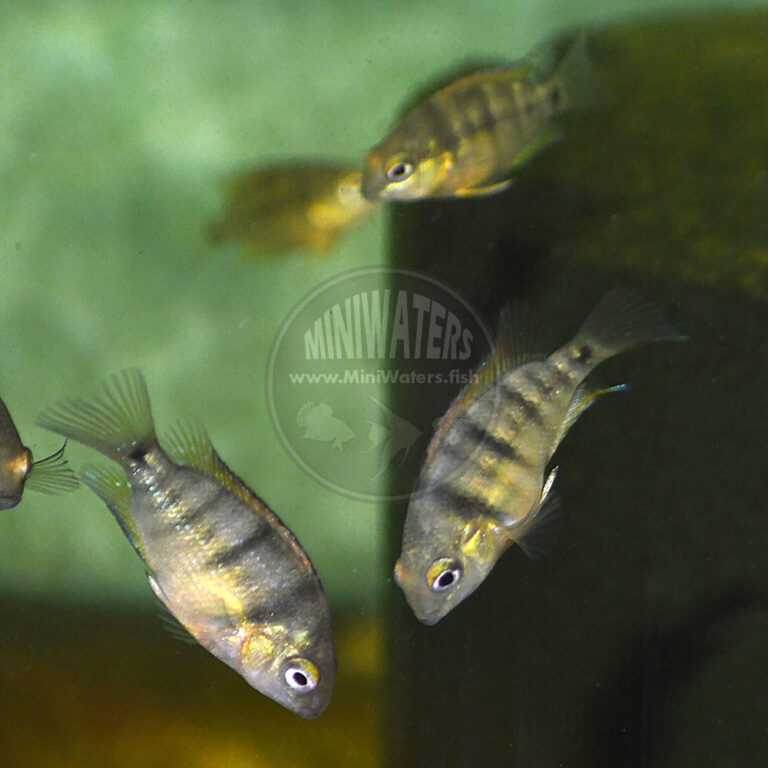 Cryptoheros cutteri "Blue Eye Cichlid" - Shop MiniWaters.FISH - Online ...