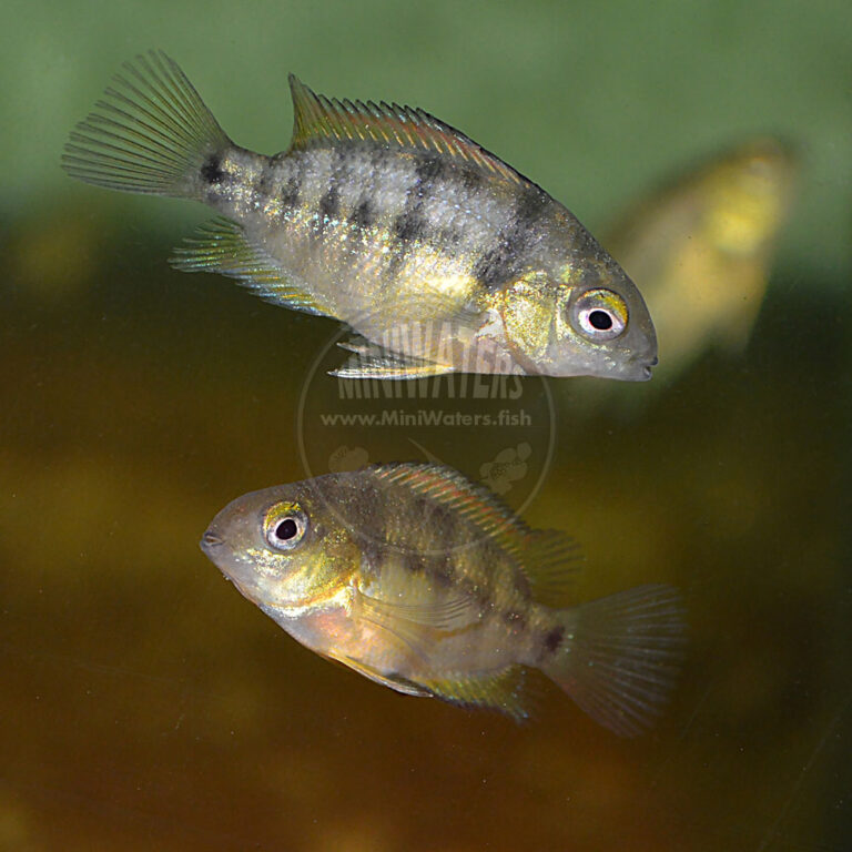 Cryptoheros cutteri "Blue Eye Cichlid" - Shop MiniWaters.FISH - Online ...
