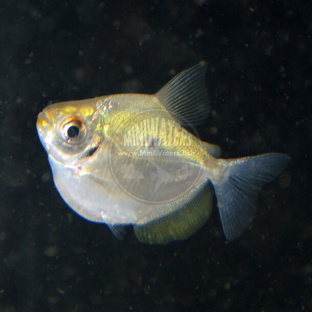 Toxotes blythii "Clouded Archerfish" - Shop MiniWaters.FISH - Online ...