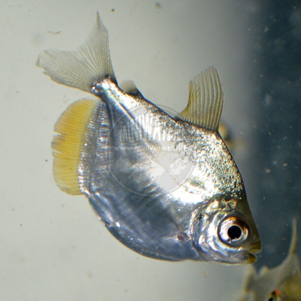 Cyprinella lutrensis "Rainbow Dace / Red Shiner" - Shop MiniWaters.FISH ...