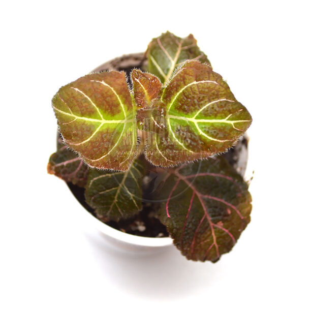 Pearcea hypocyrtiflora - Shop MiniWaters.FISH - Online Aquarium ...