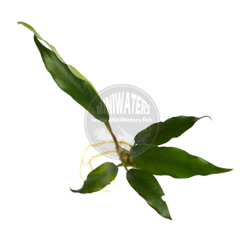Anubias barteri var. glabra "Minima", Minima Anubias - Shop MiniWaters ...