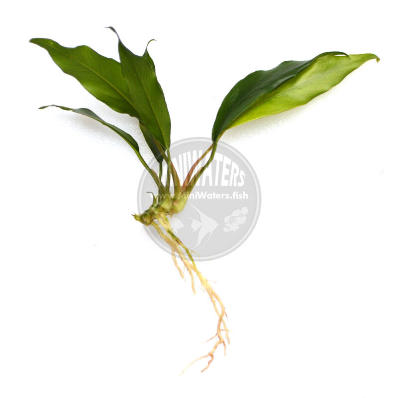 Anubias barteri var. glabra "Minima", Minima Anubias - Shop MiniWaters ...