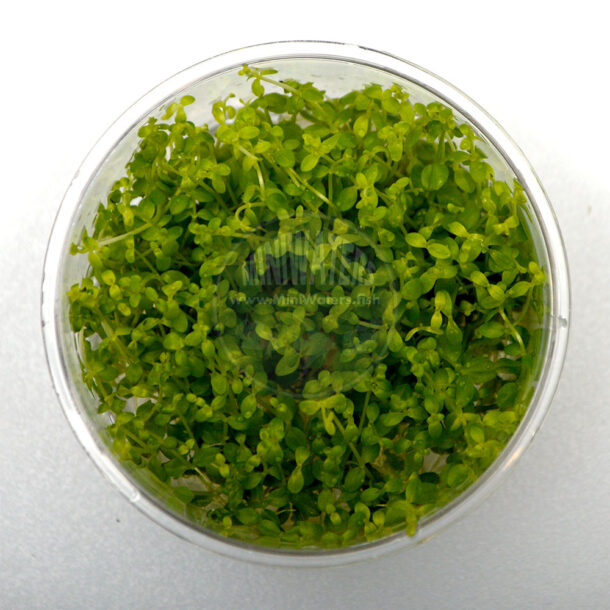 Hemianthus micranthemoides, Pearl Weed or Baby Tears or Pearl Grass ...